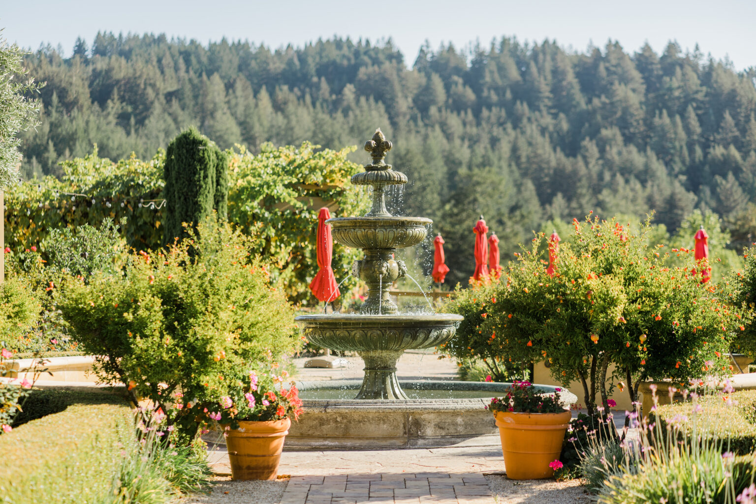 Visit & Taste - Regale Winery and Vineyards